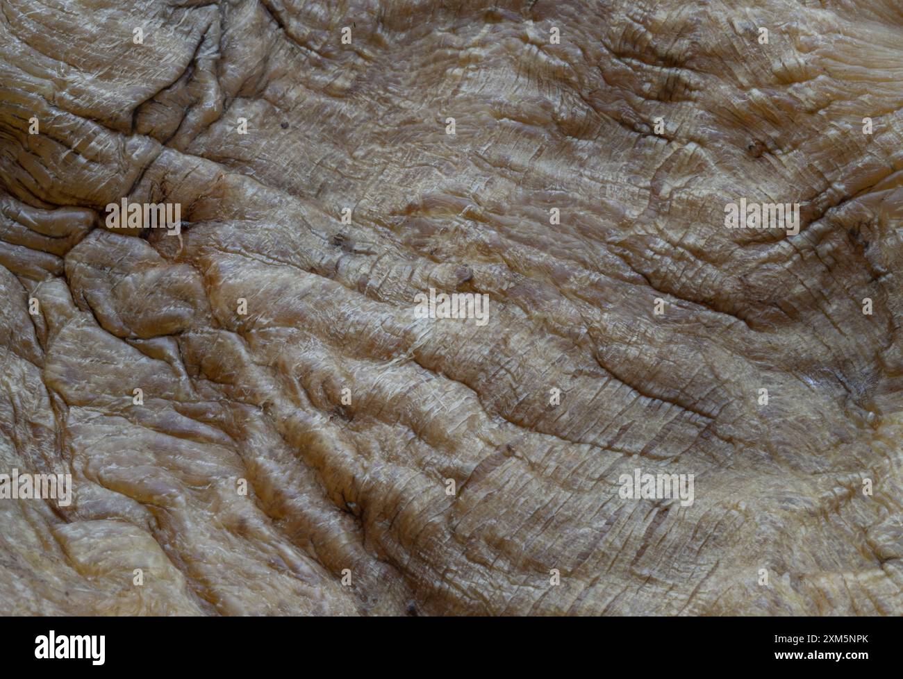 Close-up of Fish Maw Soup or Dried Fish Stomach (Dried Fish Bladder ...