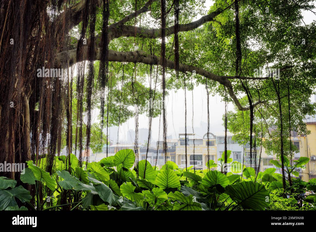 The green tree in city garden and buildings of the historic cent Stock ...