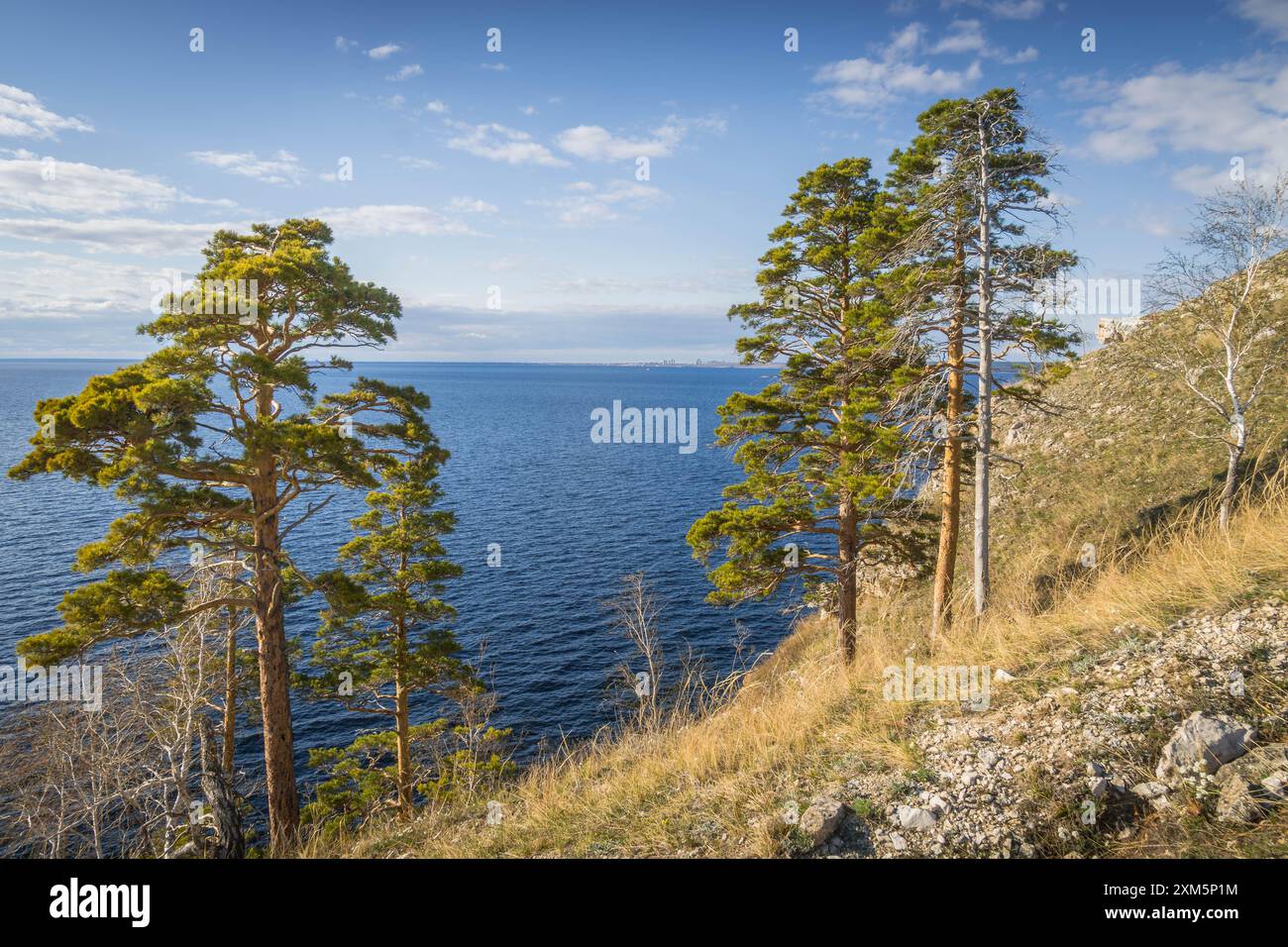 The conifer trees on the Volga river coast in Zhiguli Mountains, a scenic natural park at Samara ...
