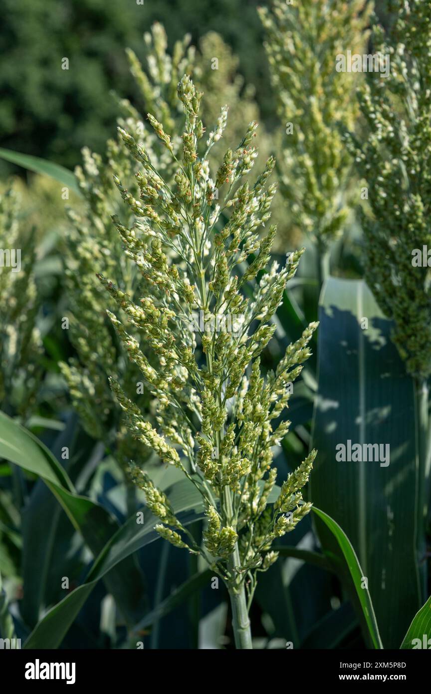 Grain sorghum field broomcorn milo hi-res stock photography and images ...