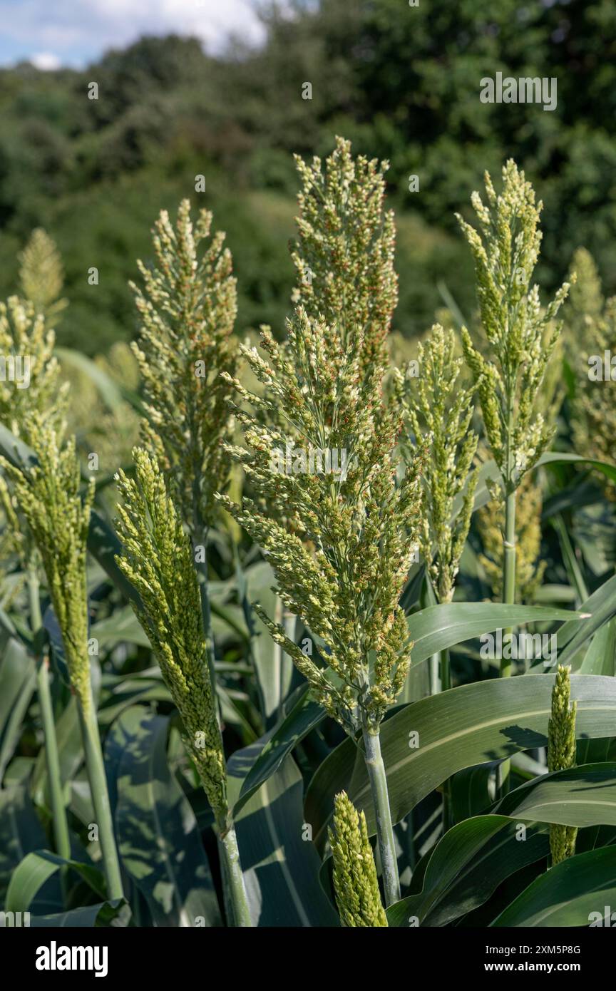 Grain sorghum field broomcorn milo hi-res stock photography and images ...