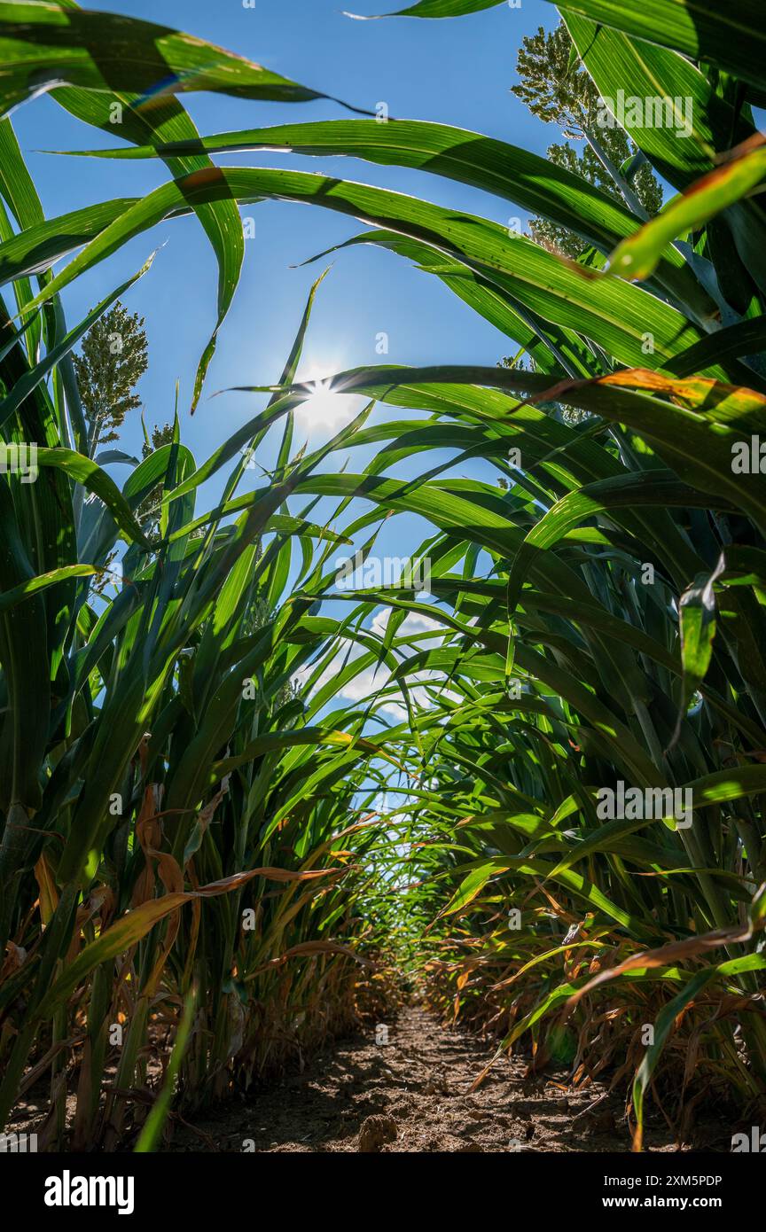 Sorghum bicolor. Sorghum agricultural field. The plant is also known as ...