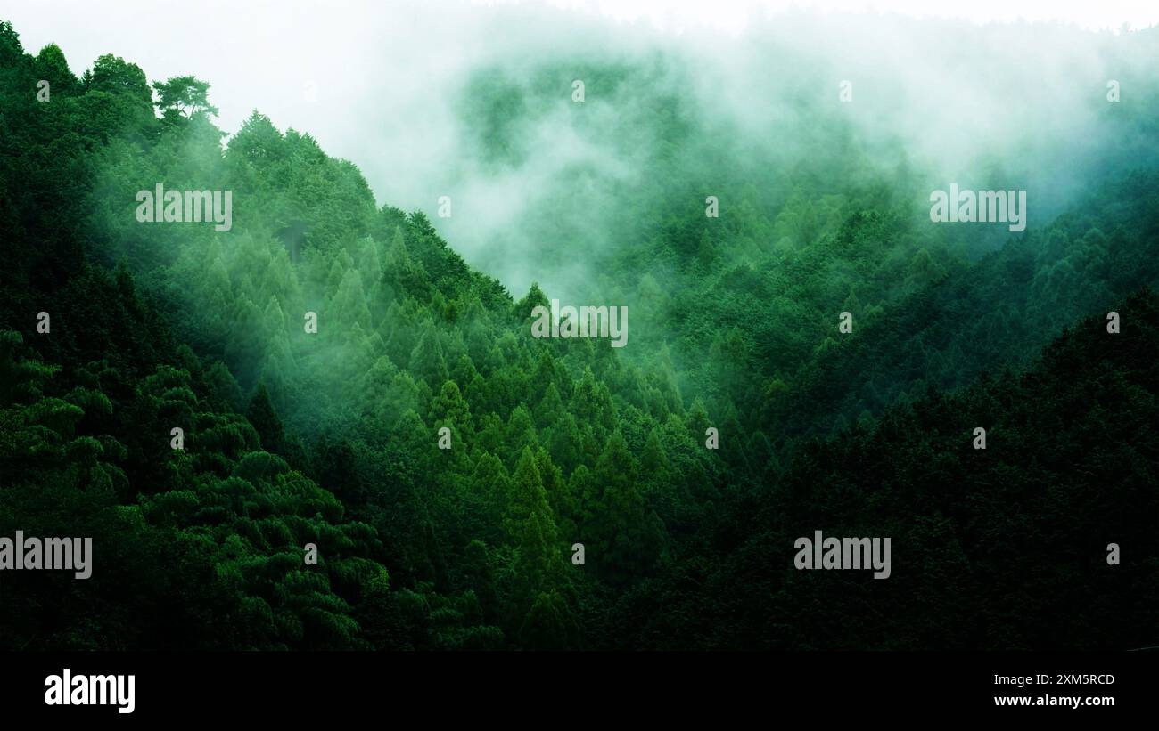Aerial top view forest tree, Rainforest ecosystem and healthy ...