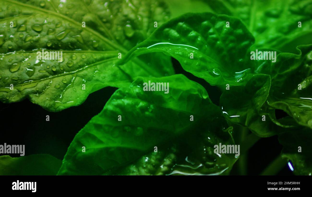 Fresh green leaves of flowers after spring rain shrouded in drops ...