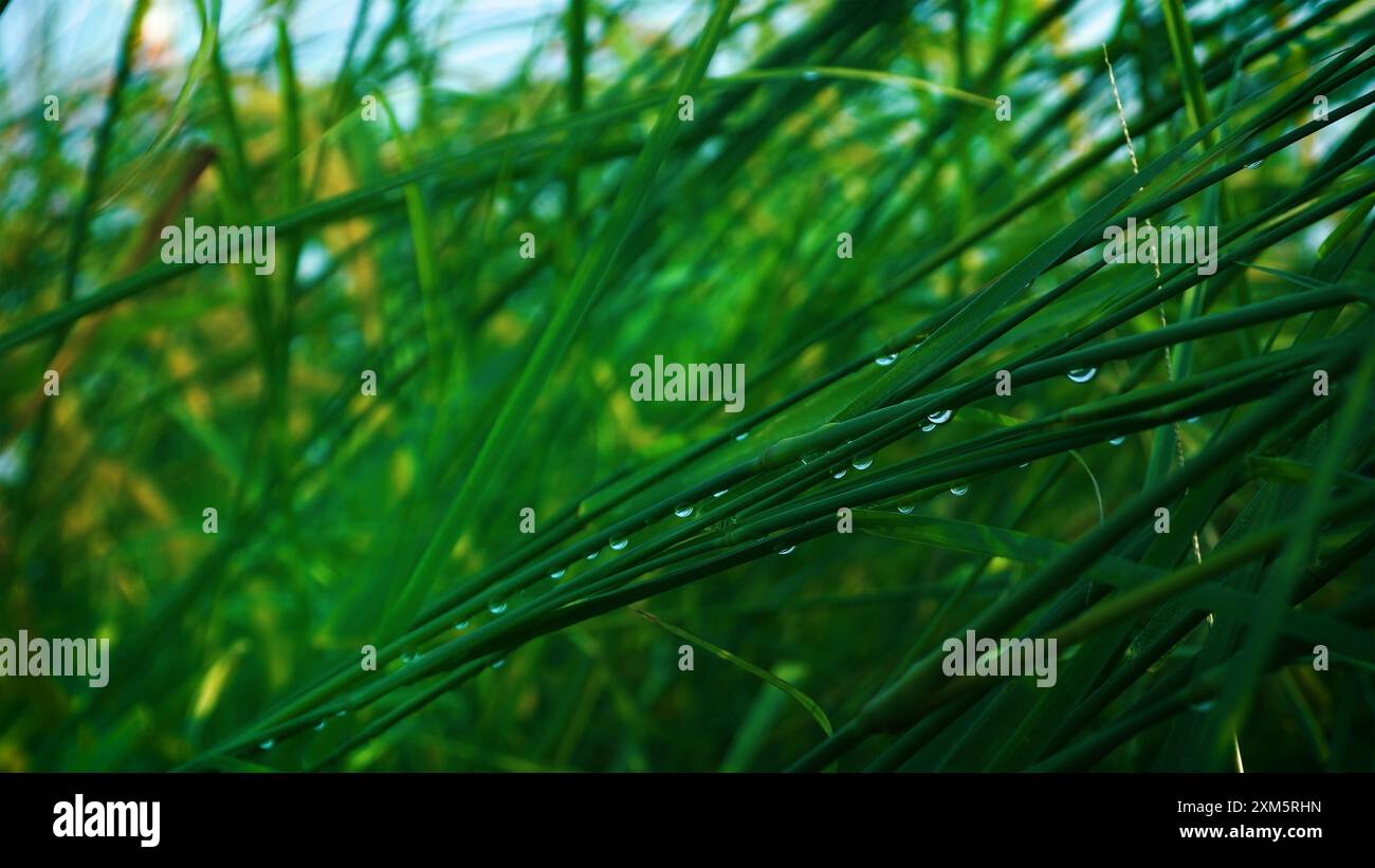 Fresh green leaves of flowers after spring rain shrouded in drops ...