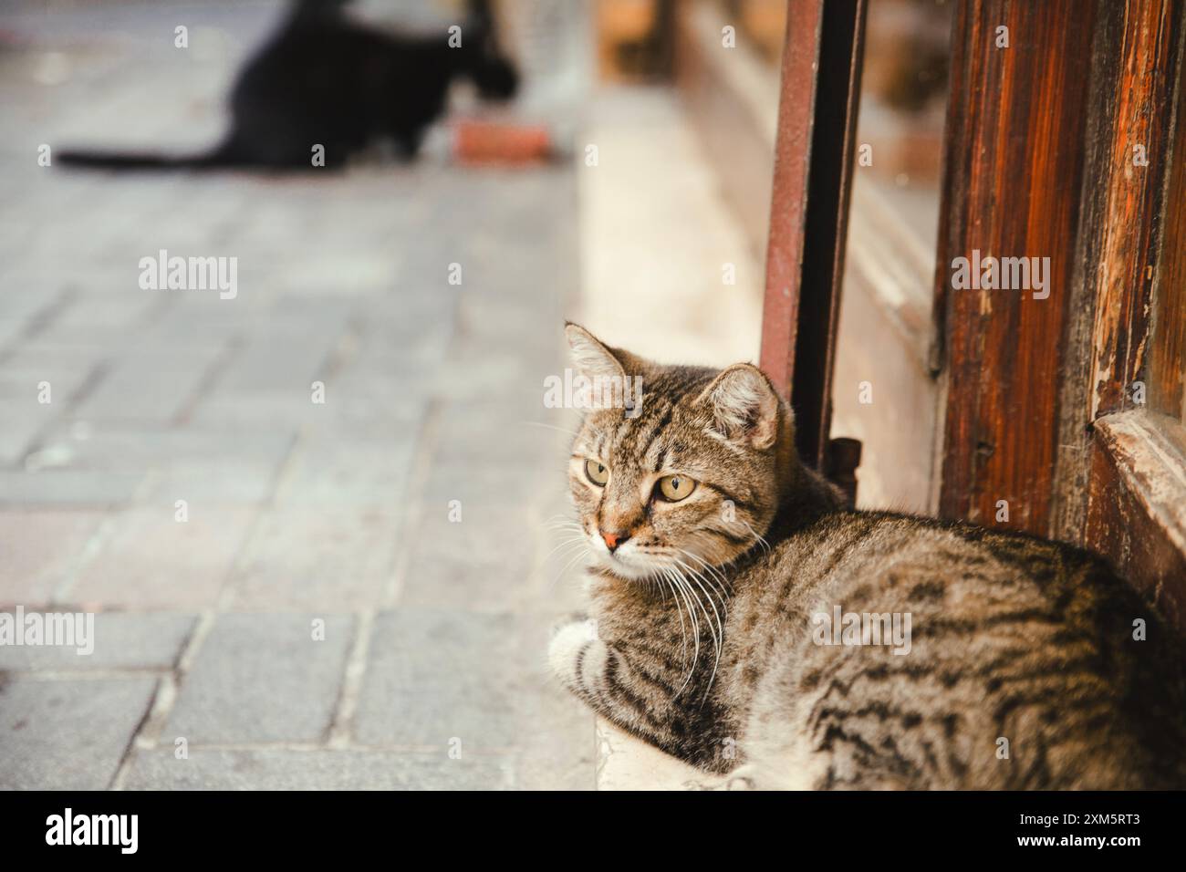 Turkish street cats: gray and black on the street, Alanya, Turkey ...