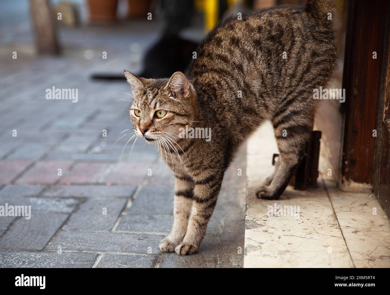 Turkish street cats: gray and black on the street, Alanya, Turkey ...