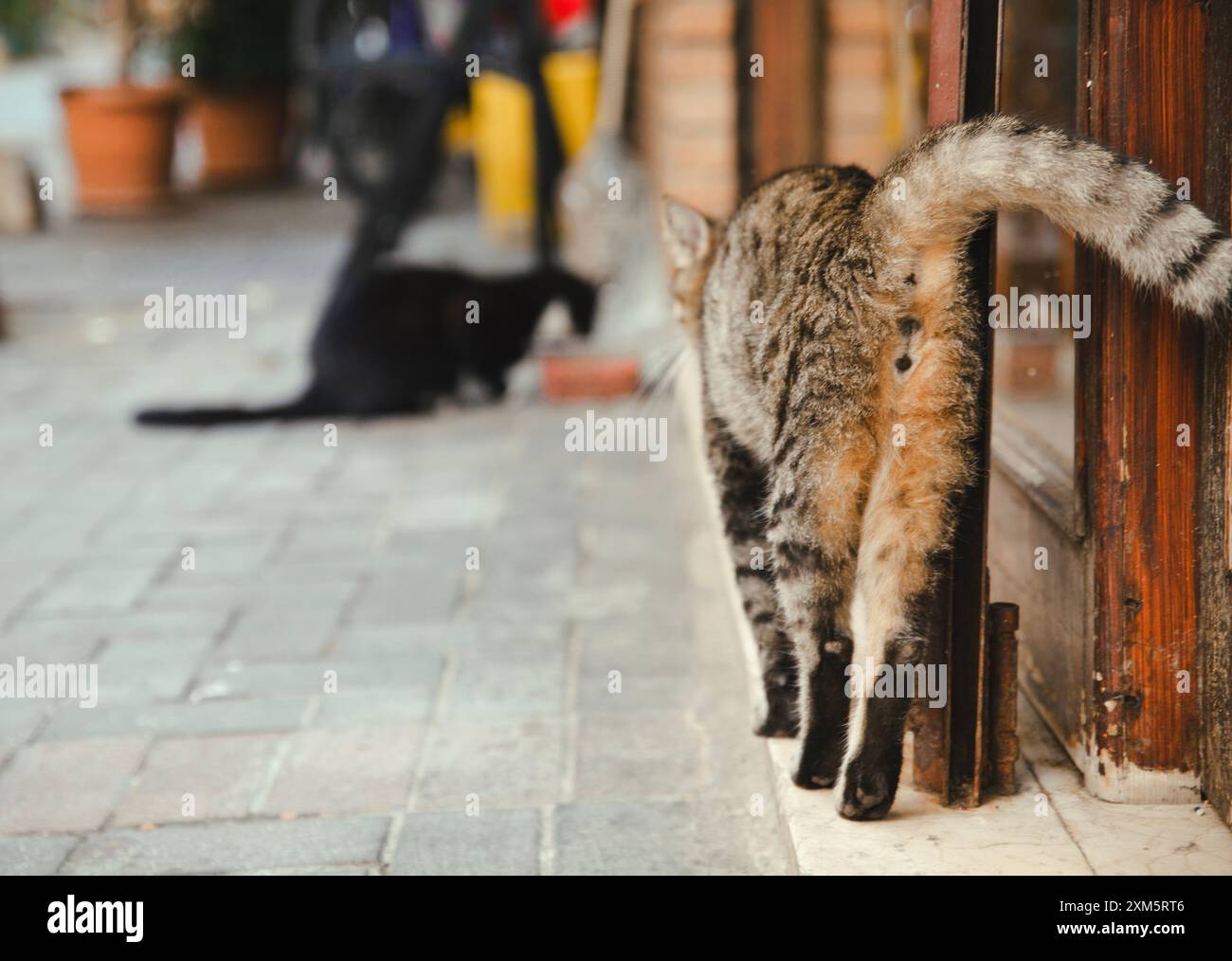 Turkish street cats: gray and black on the street, Alanya, Turkey ...