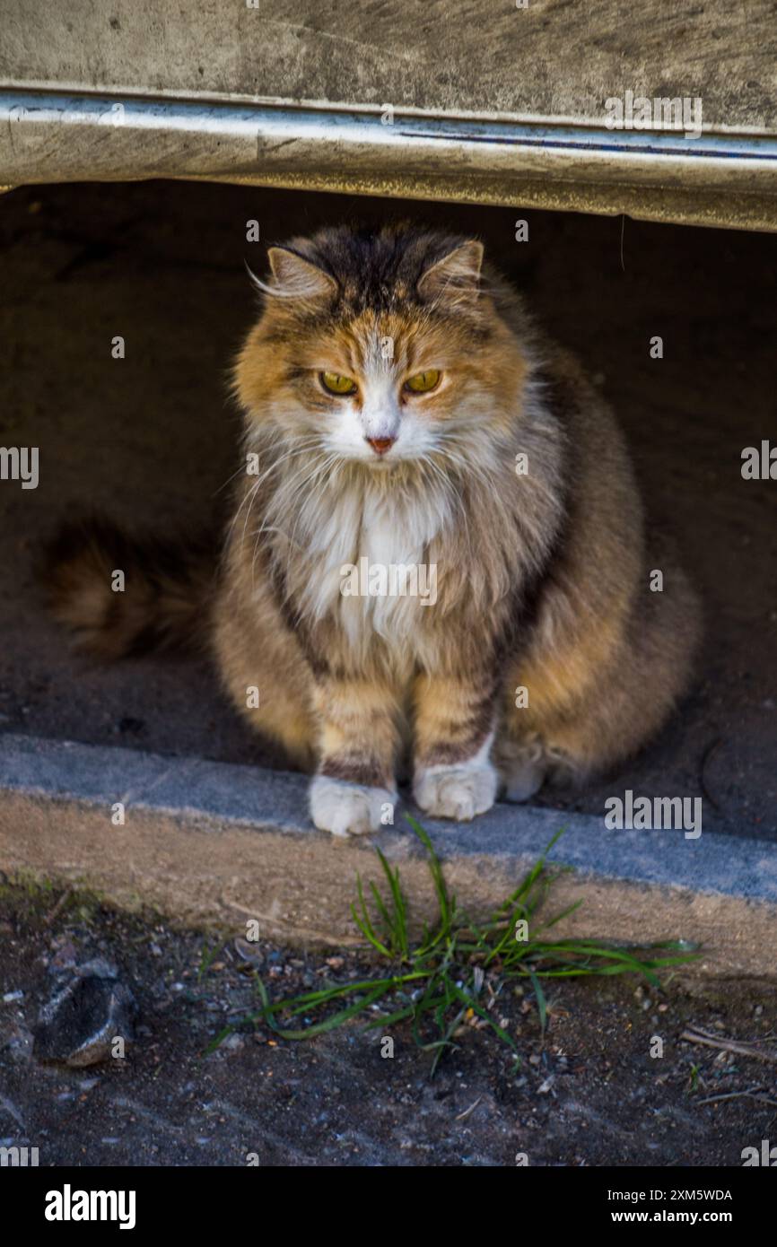 Stray cat in the street Stock Photo - Alamy