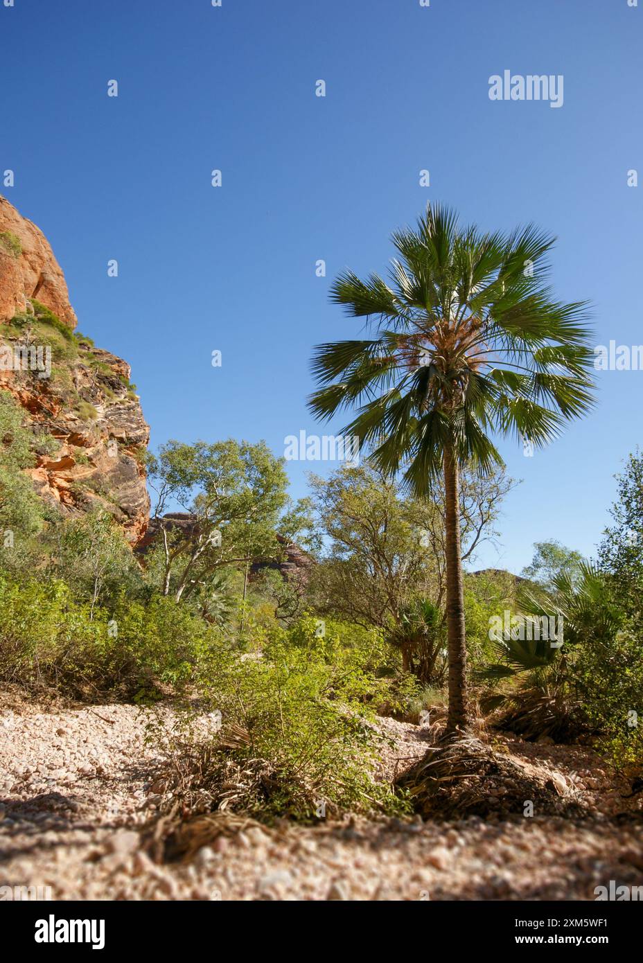 Livistona palm (Livistona victoriae) at Mini Palms Gorge, Bungle ...