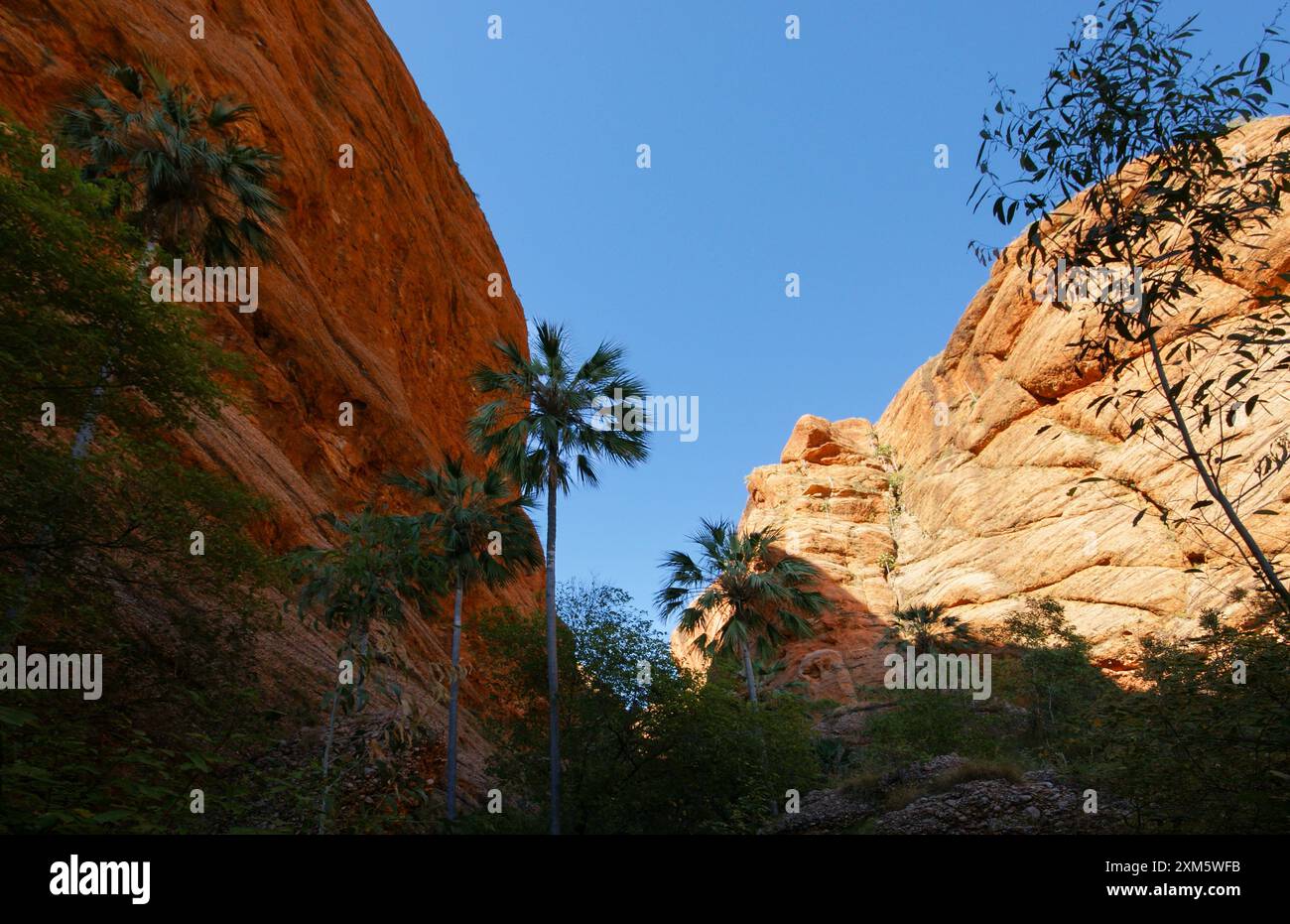 Red cliffs and Livistona palms at Mini Palms gorge in the Bungle Bungle ...