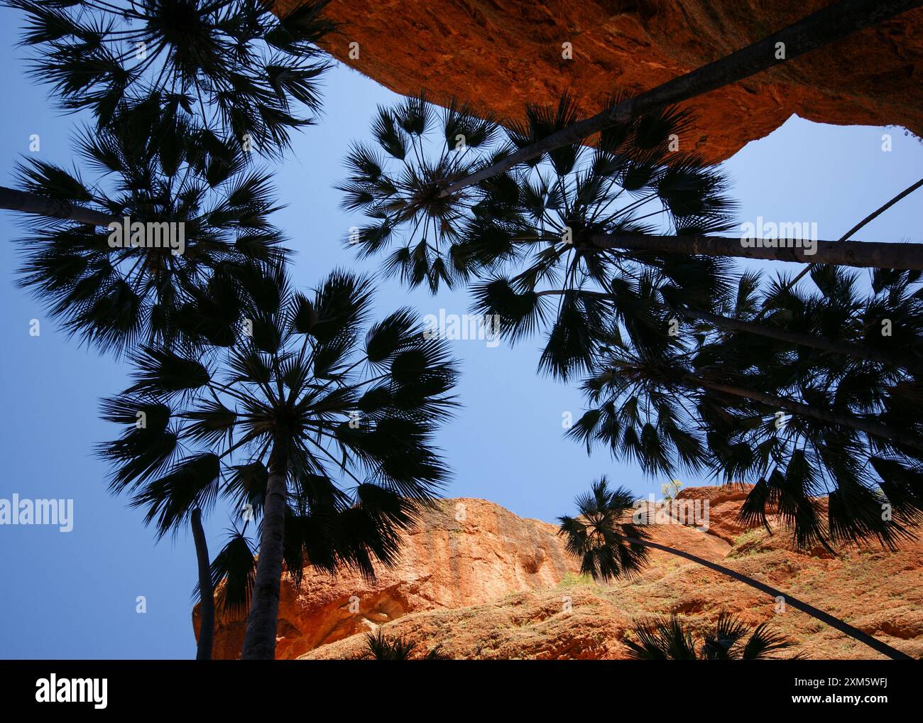 Black silhouettes of Livistona palms in between red cliffs at Mini ...