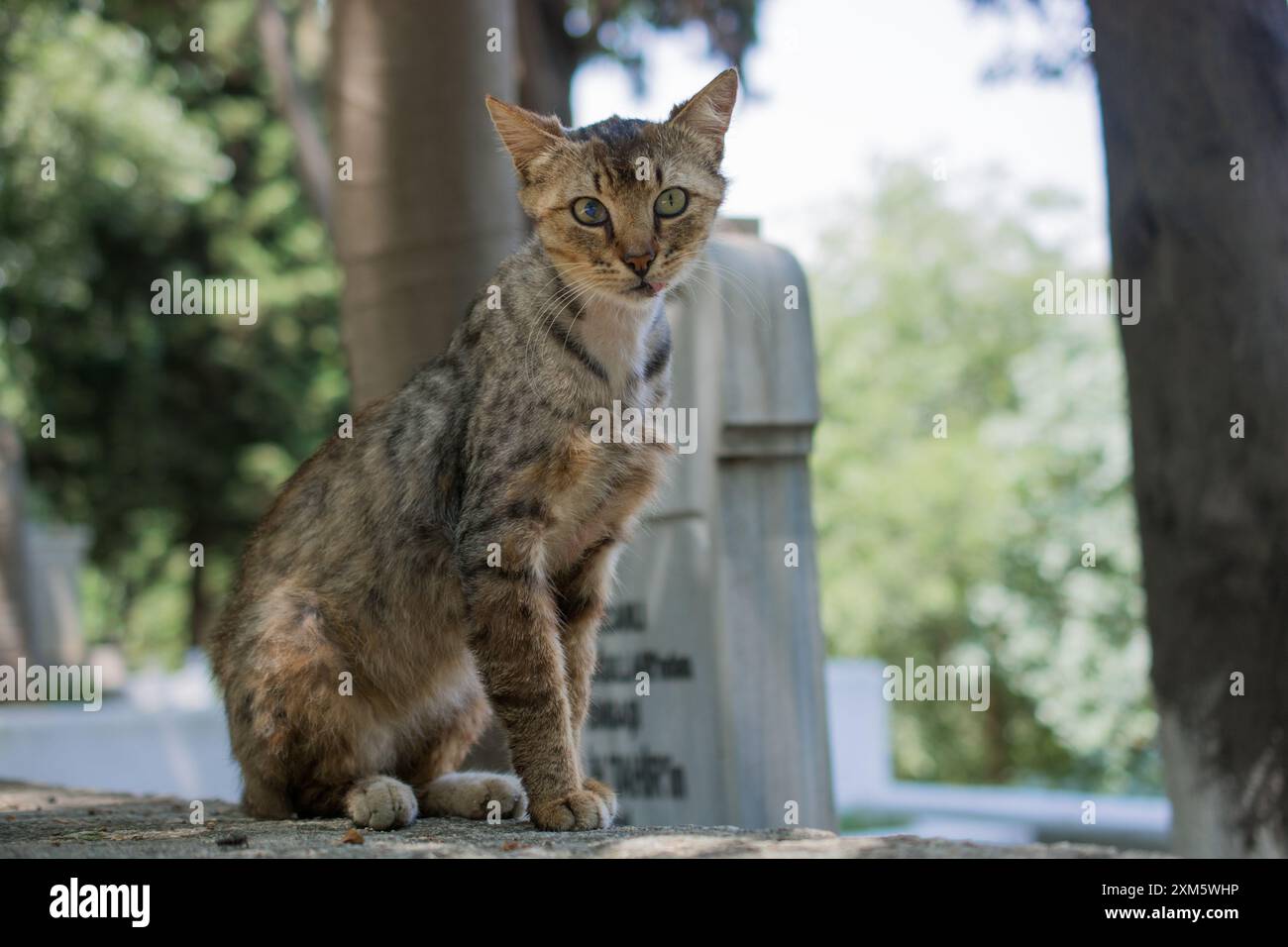 Domestic cat in view out in the street of the town Stock Photo - Alamy