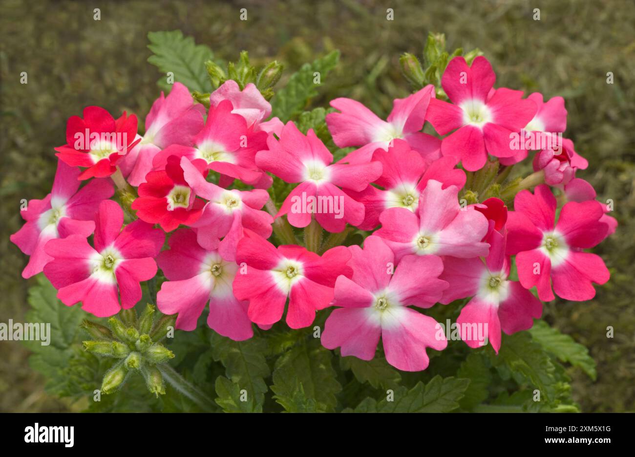 Verbena hybrida "Tuscany Rose with Eye Stock Photo - Alamy