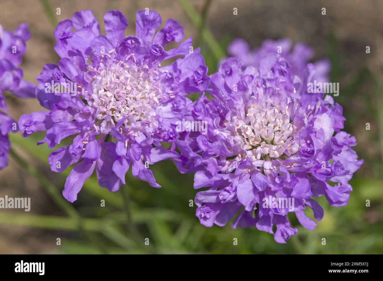 Rockery type hi-res stock photography and images - Alamy