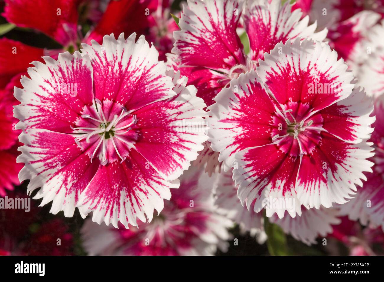 Summer splash mix hi-res stock photography and images - Alamy