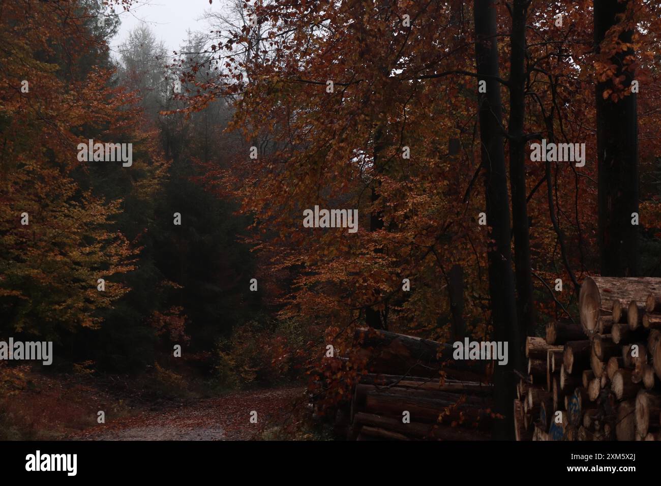 Bäume im Herbst im Wald Stock Photo - Alamy