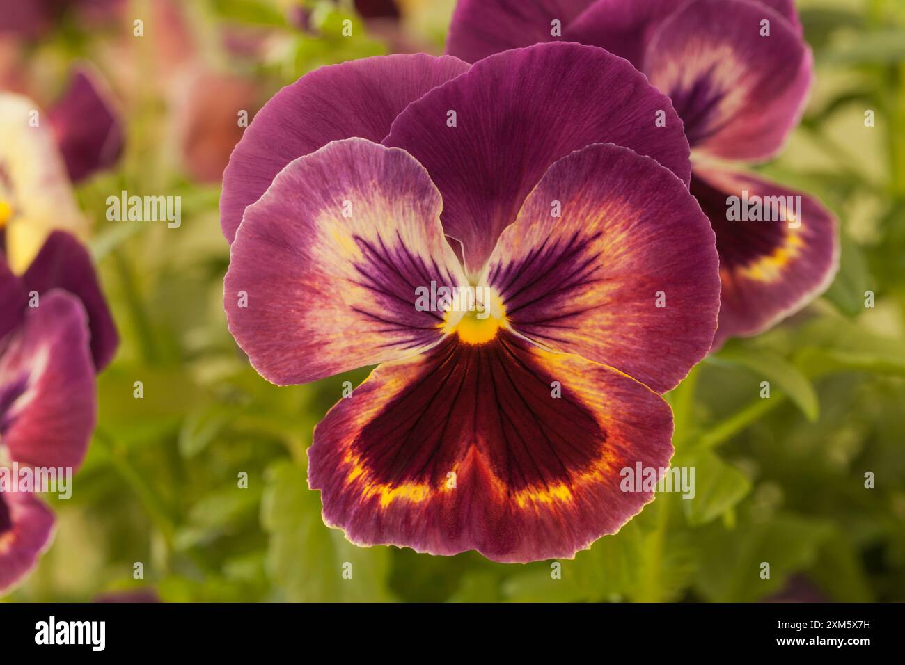 Plant matrix hi-res stock photography and images - Alamy