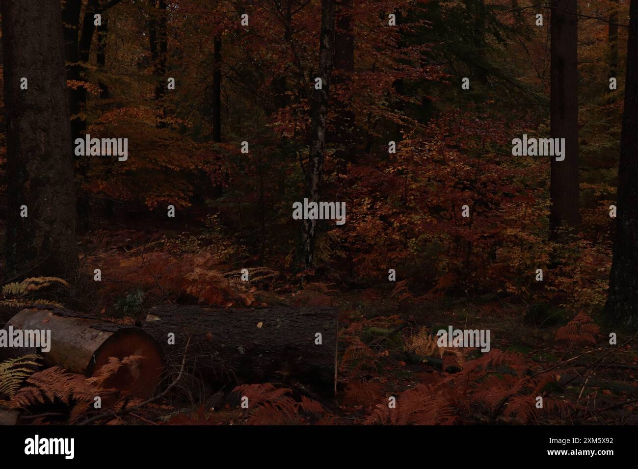 Bäume im Herbst im Wald Stock Photo - Alamy