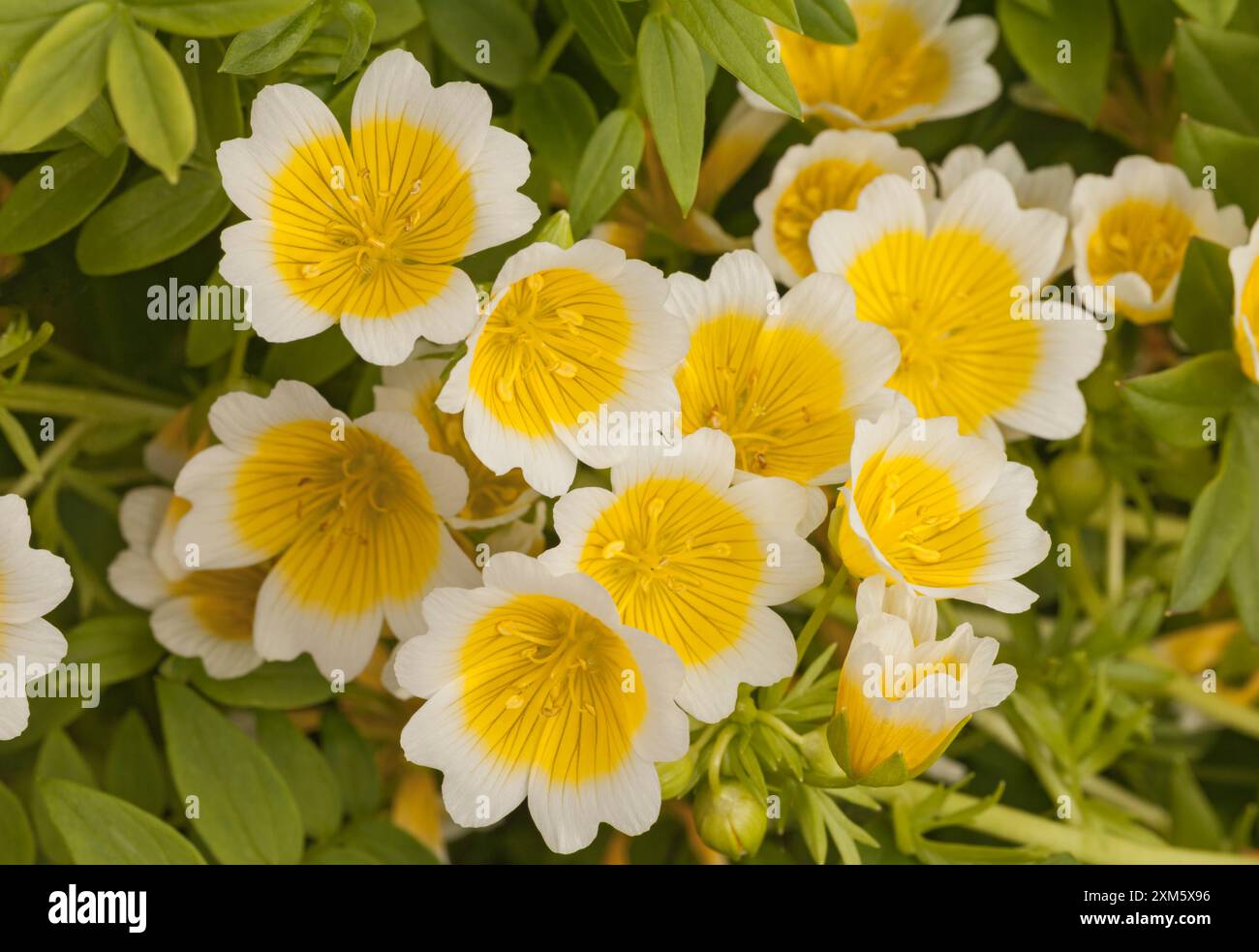 Poached Egg Flower. Limnanthes douglasii Stock Photo - Alamy