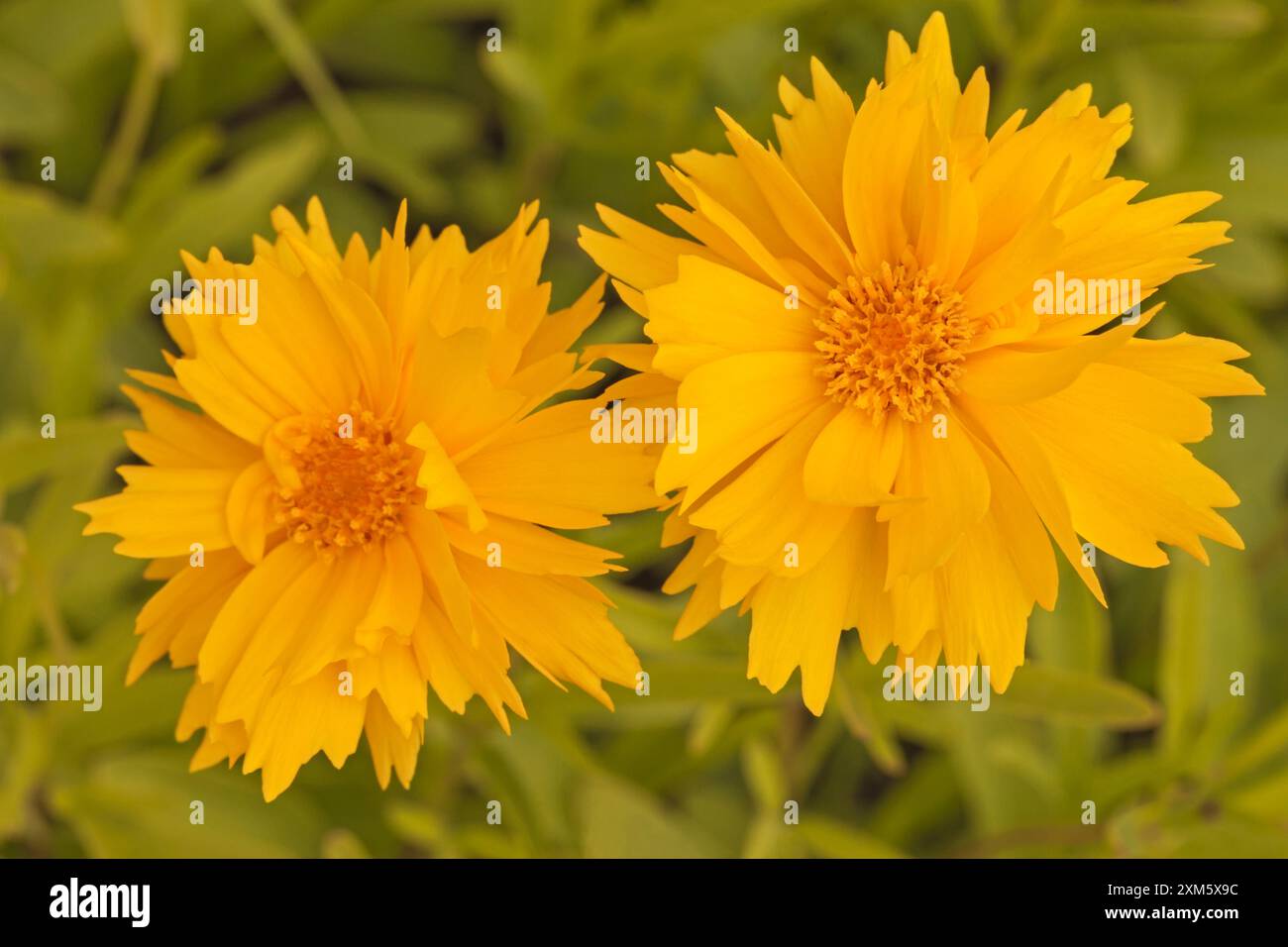 Coreopsis early sunrise hi-res stock photography and images - Alamy