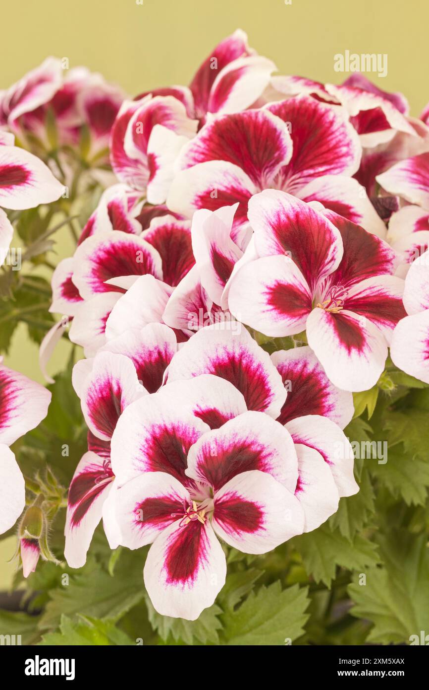 Pelargonium grandiflorum, Royal "Purple Picotee Stock Photo - Alamy