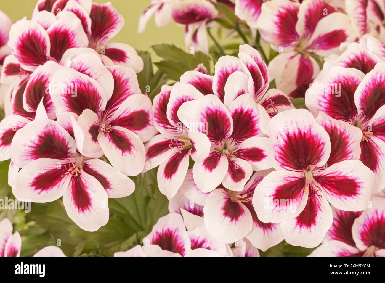 Pelargonium grandiflorum, Royal "Purple Picotee Stock Photo - Alamy