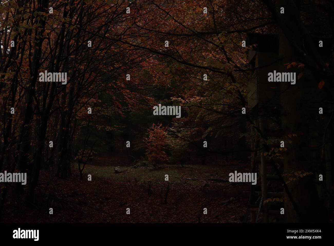 Bäume im Herbst im Wald Stock Photo - Alamy