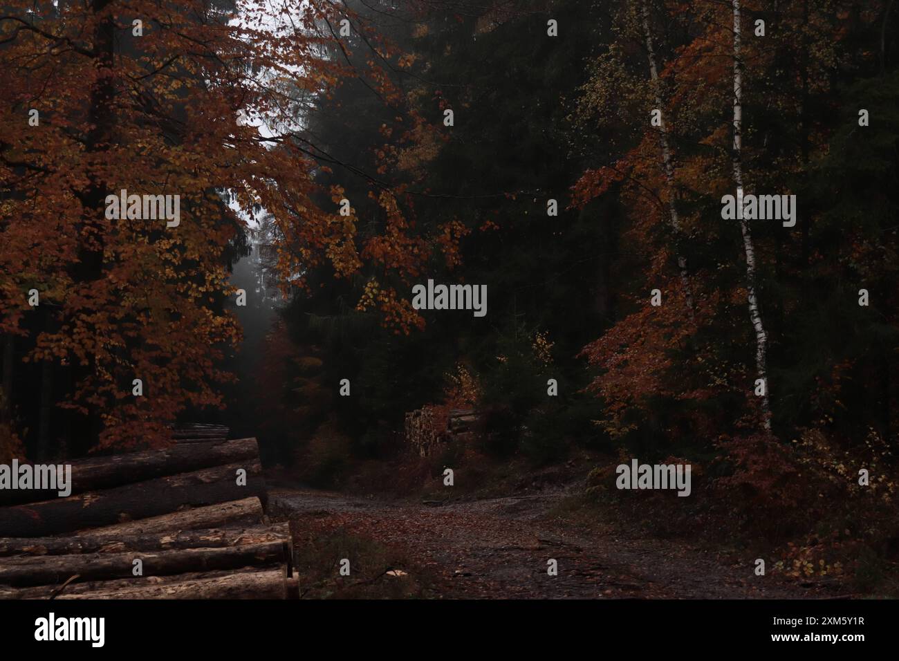 Bäume im Herbst im Wald Stock Photo - Alamy