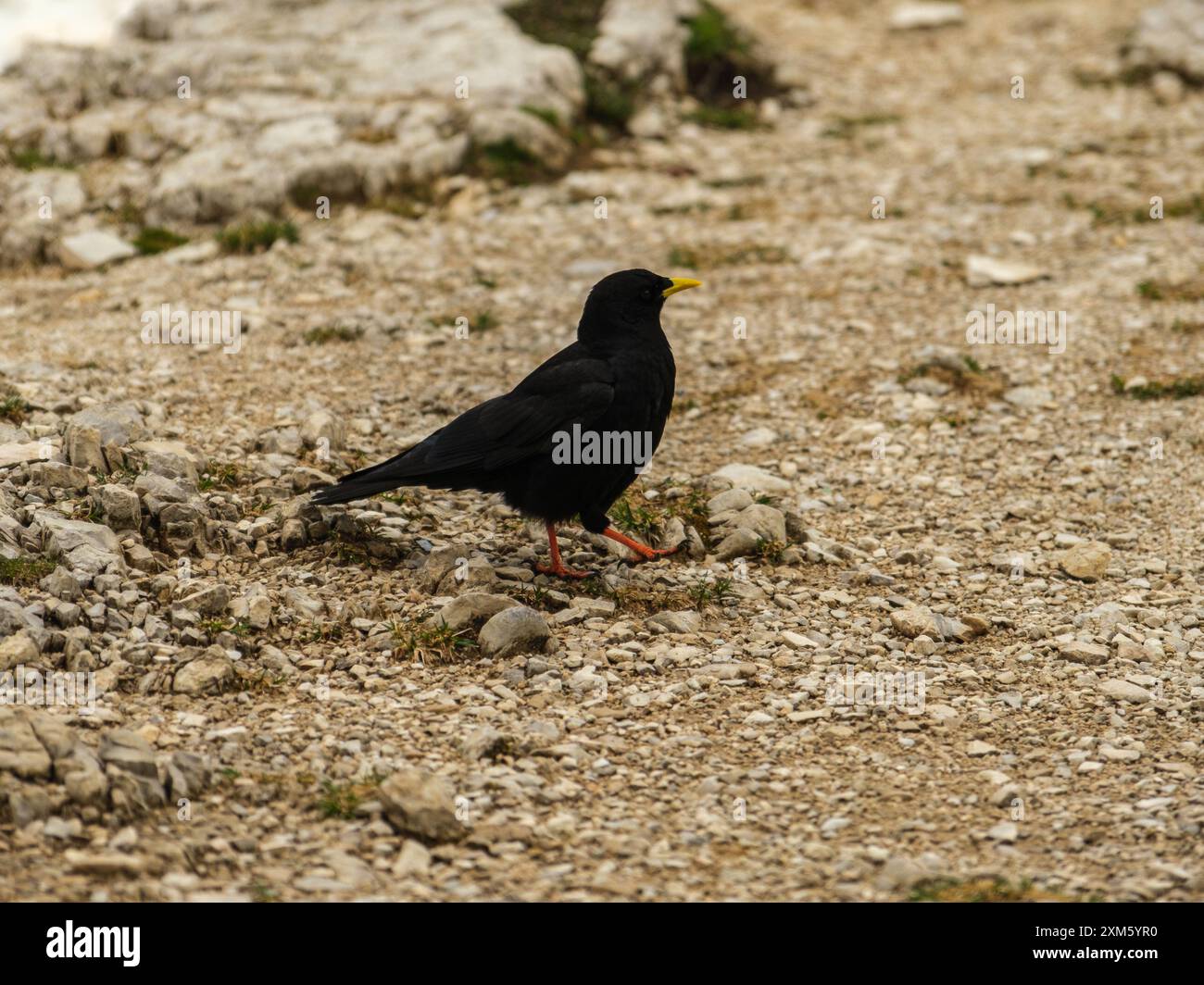 A Pyrrhocorax graculus, or Alpine Chough, stands elegantly on the ...