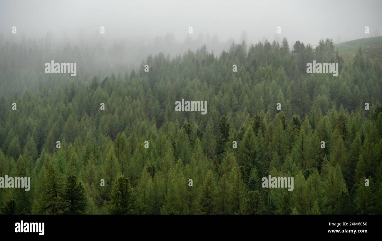 The alpine forest is draped in a delicate veil of fog, adding an air of ...