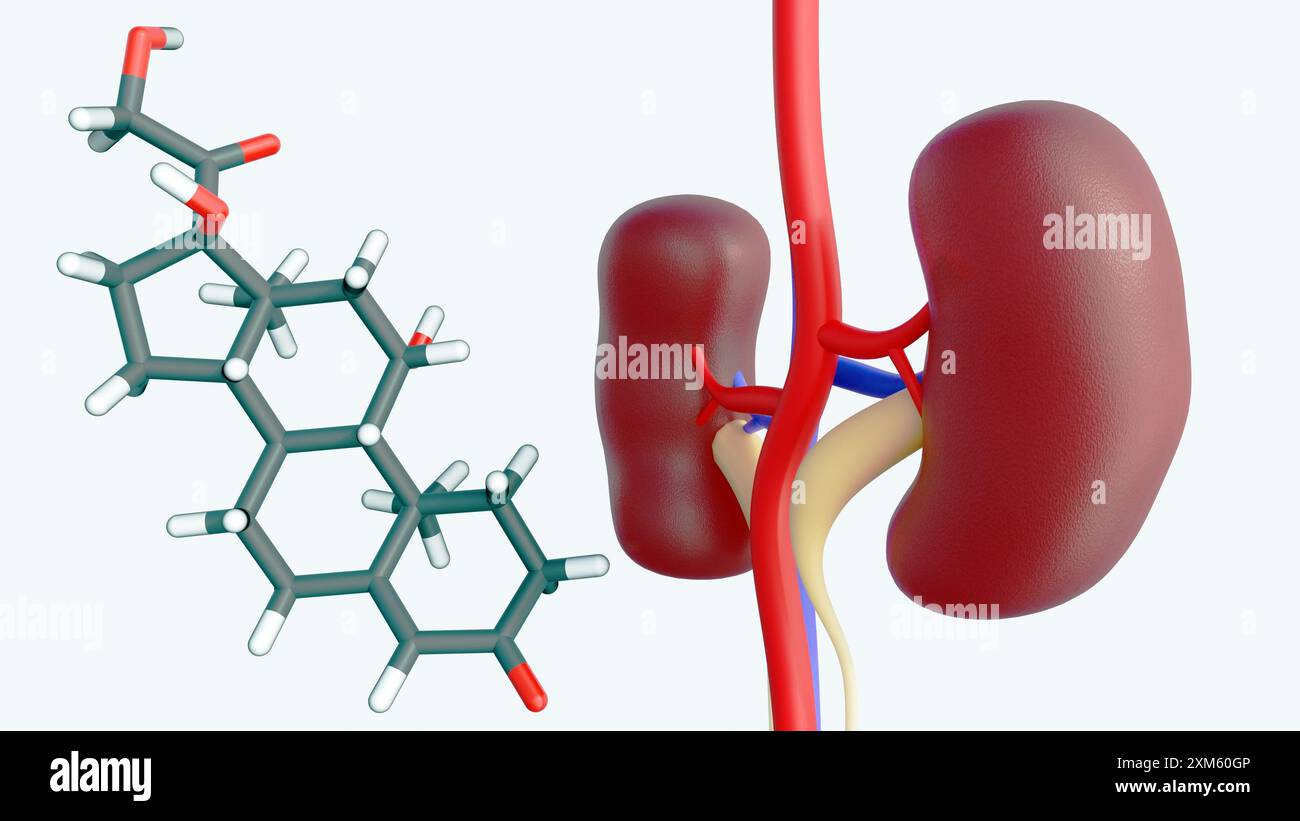 Kidney structure hi-res stock photography and images - Alamy