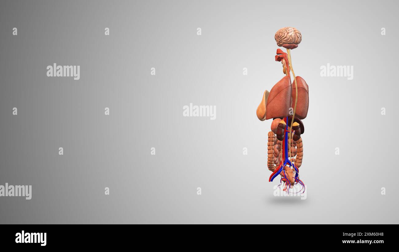 Female Internal Organs with gradient background Stock Photo - Alamy