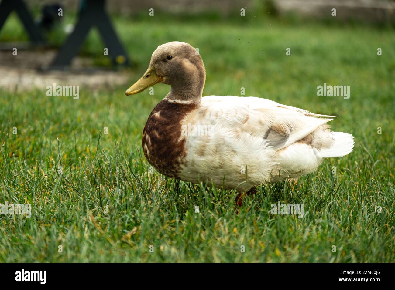 Riva del Garda’s stunning lake is the perfect playground for these ...