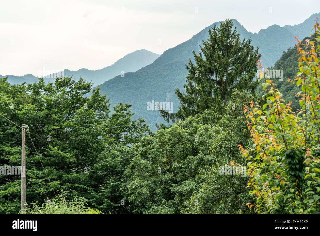 The majestic mountains of rural Italy, blanketed in vibrant forests ...