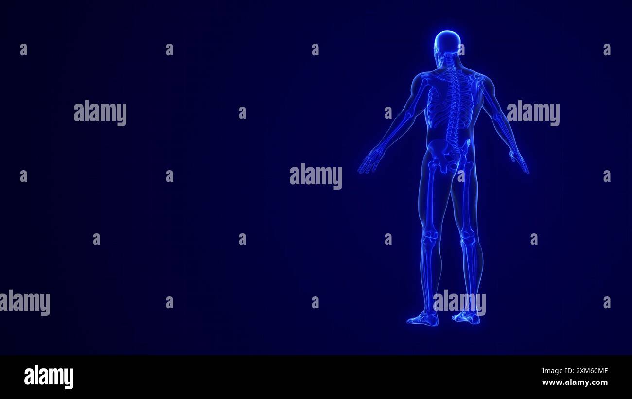 Human body anatomy hi-res stock photography and images - Alamy