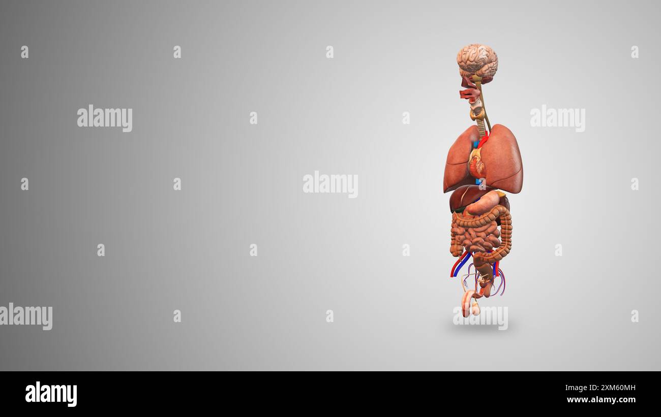 Male internal organs hi-res stock photography and images - Alamy