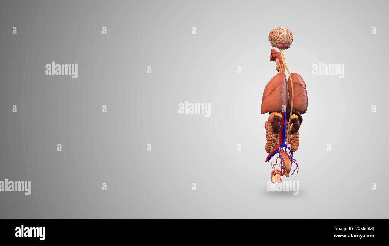 Male Internal Organs with gradient background Stock Photo - Alamy Male Internal Organs with gradient background Stock Photo - Alamy