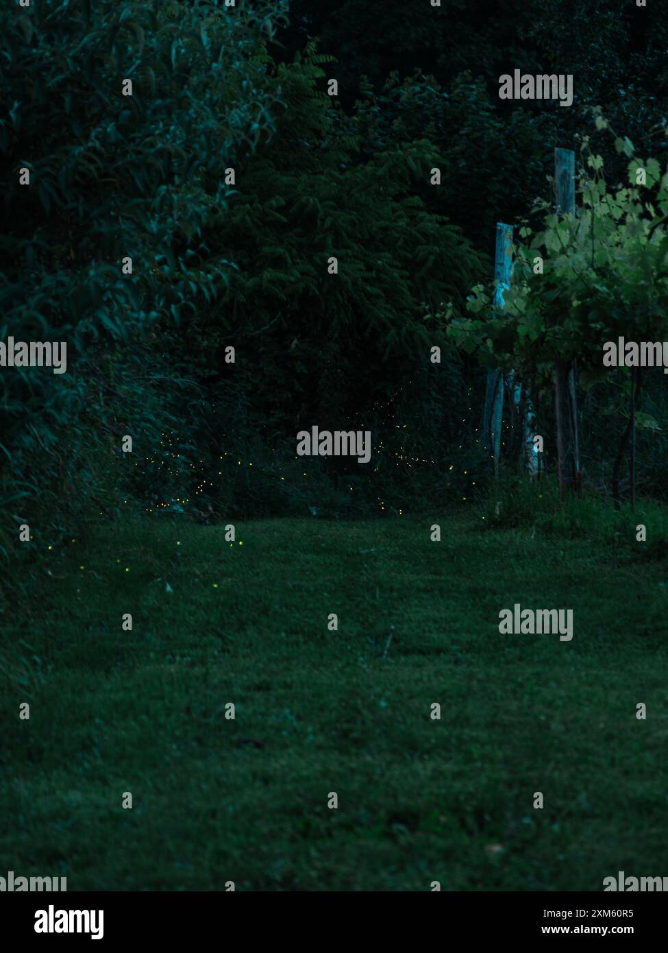 As night falls, the Italian countryside becomes a canvas for a ...