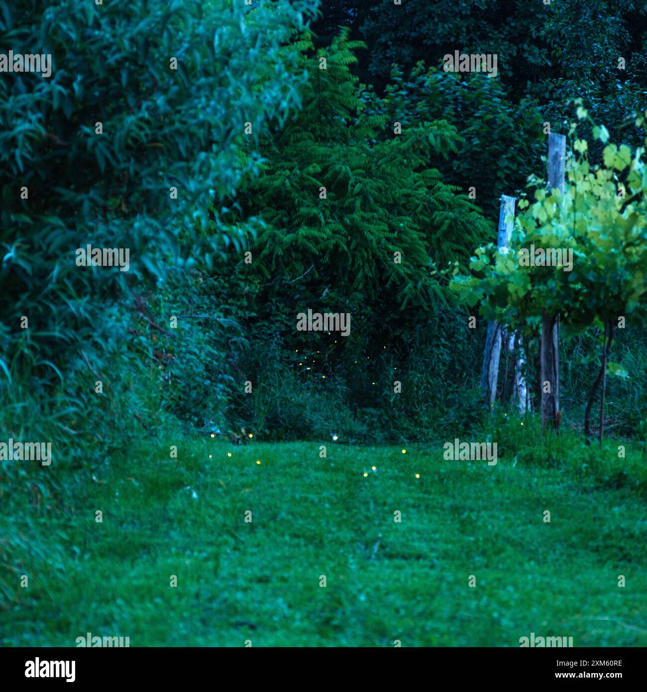 Witness magical dance light hi-res stock photography and images - Alamy