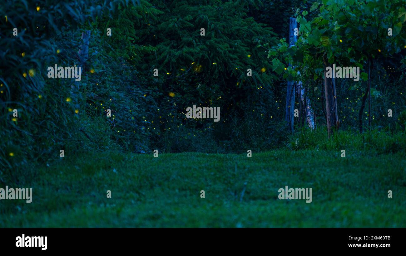 In the serene setting of Italy’s countryside, fireflies create a ...