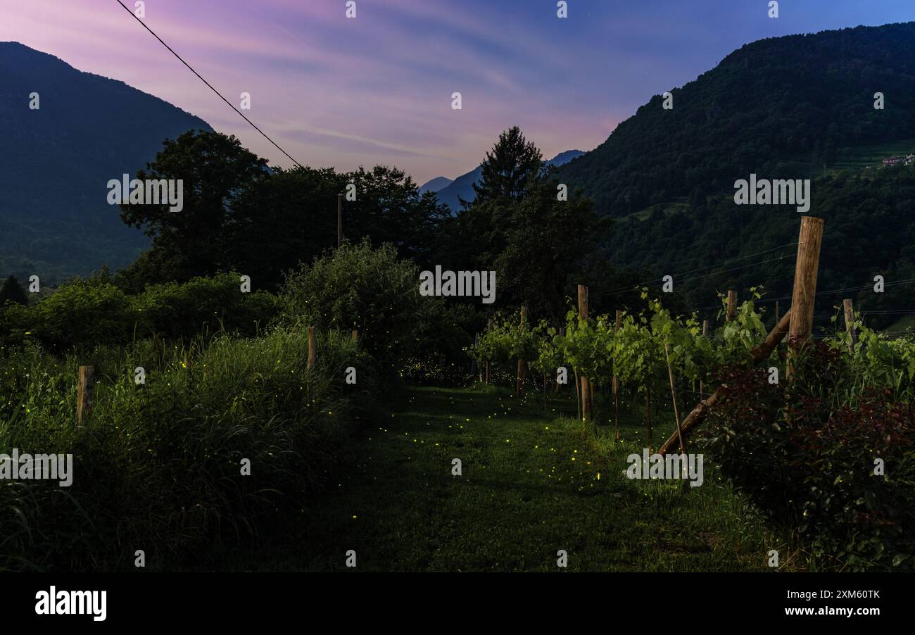 Firefly dance hi-res stock photography and images - Alamy