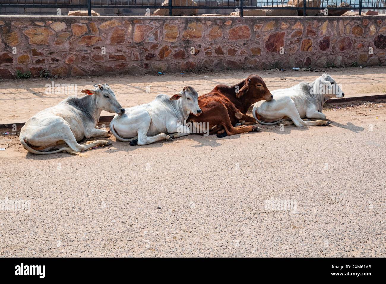 Holy cows in the street in Rajasthan, India Stock Photo - Alamy