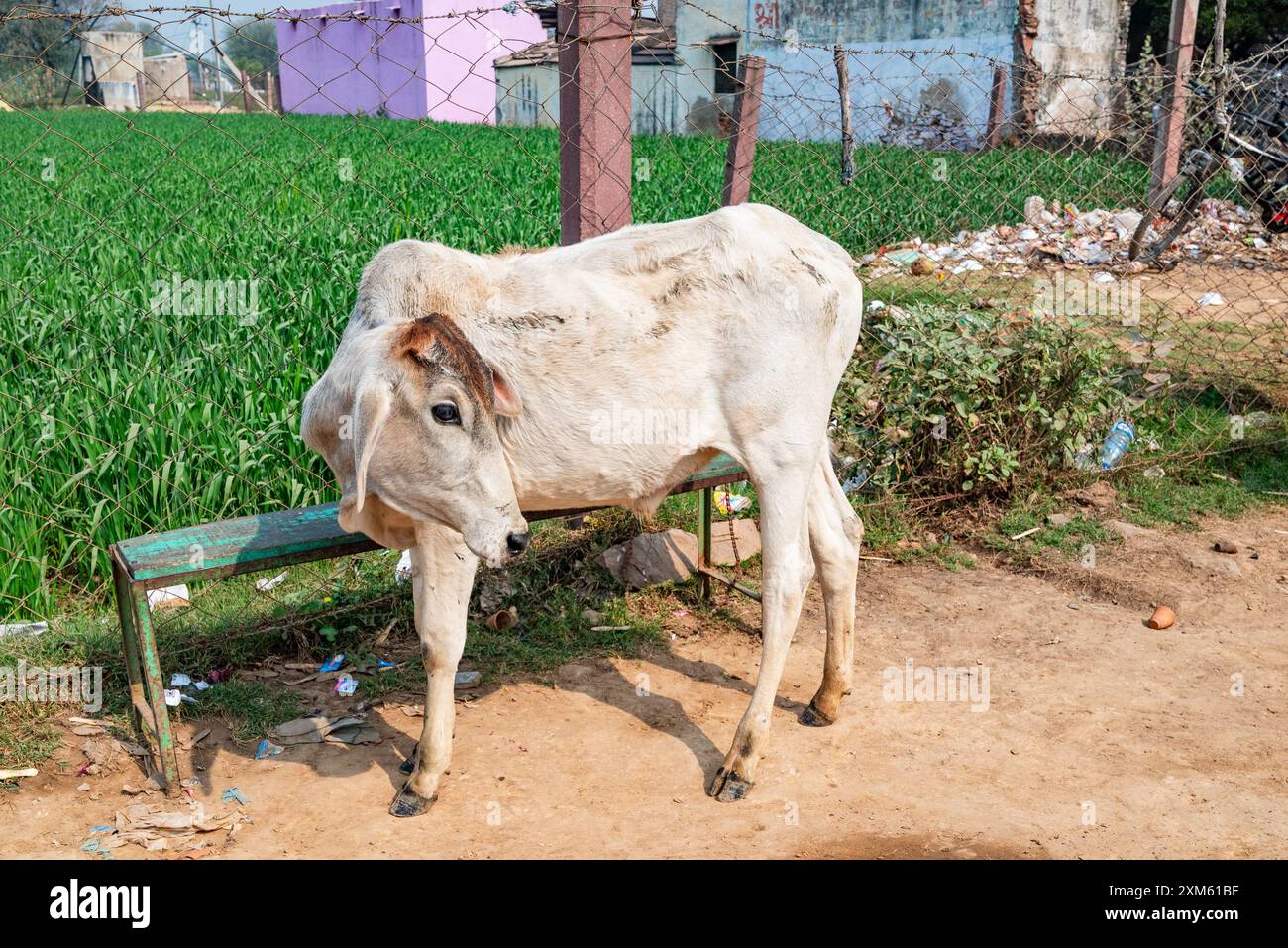 Holy cows in the street in Rajasthan, India Stock Photo - Alamy