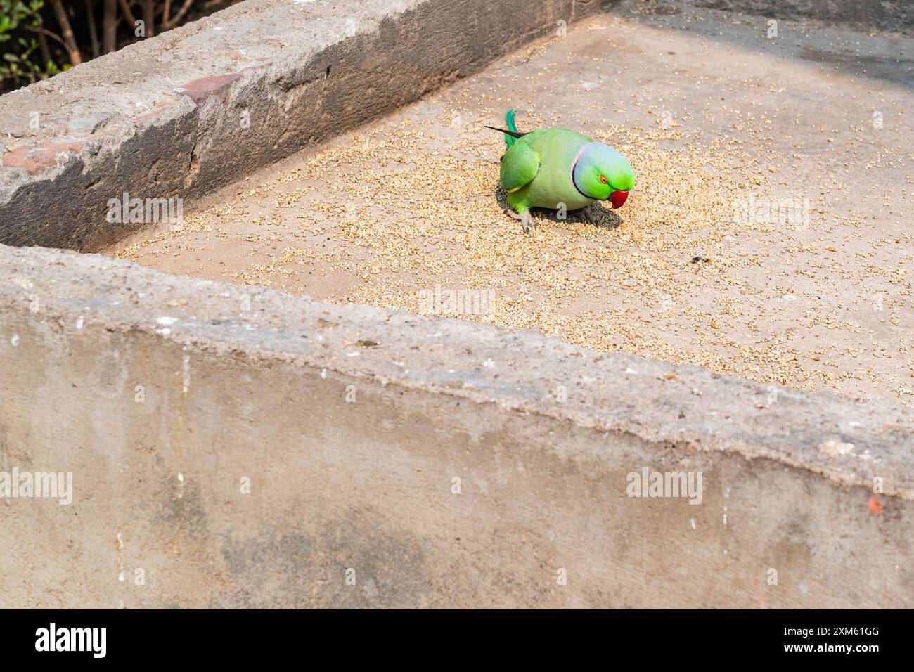 Kramer parrot hi-res stock photography and images - Alamy