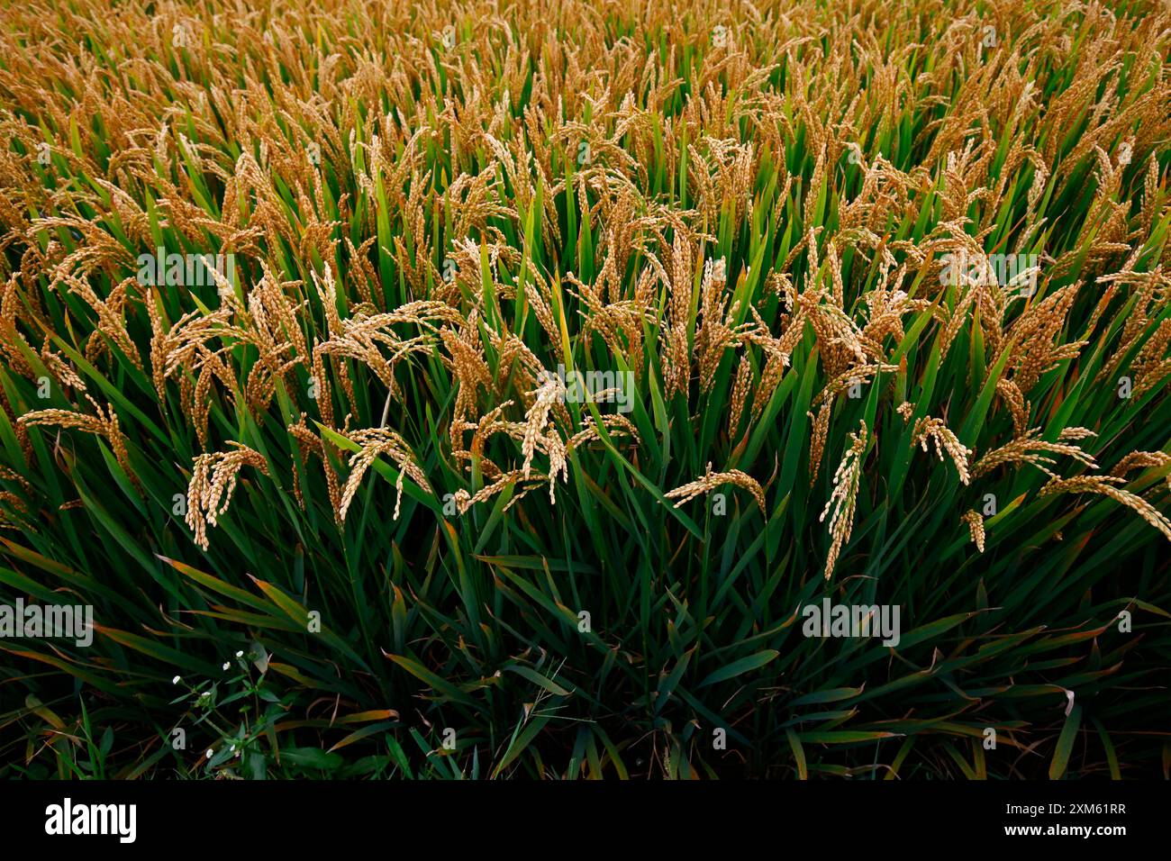 The autumn rice fields Stock Photo - Alamy