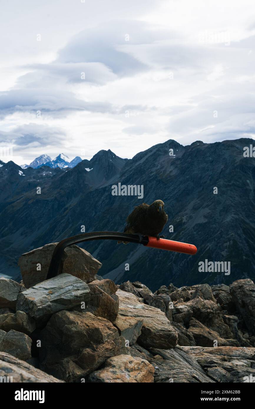 Kea behavior hi-res stock photography and images - Alamy