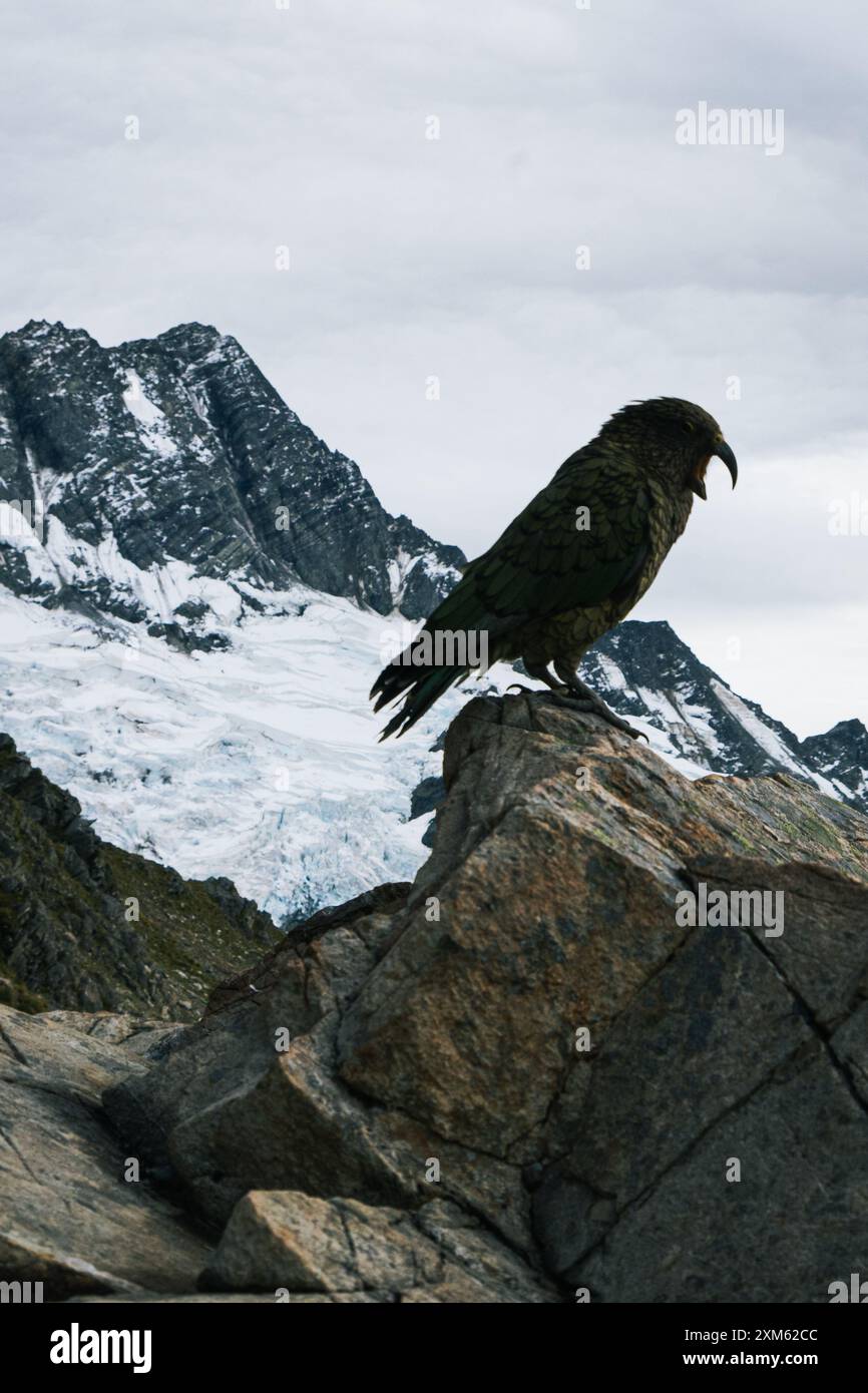 Majestic Kea in the Southern Alps Stock Photo - Alamy