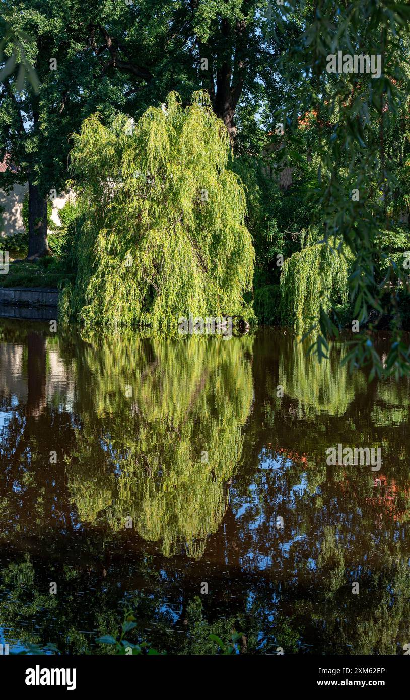 Tree hanging over river making nice reflection in water Stock Photo - Alamy