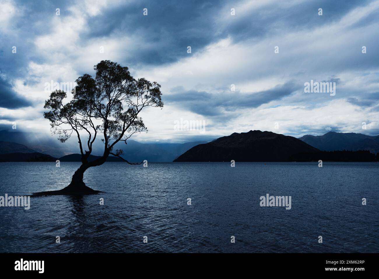 The Iconic Lone Tree of New Zealand Stock Photo - Alamy